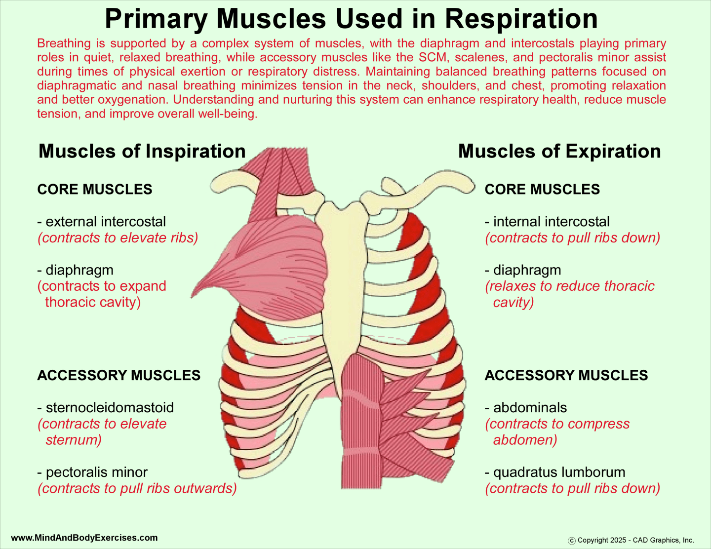 The Physiology of Breathing: Muscle Functions and Their Impact on Well ...