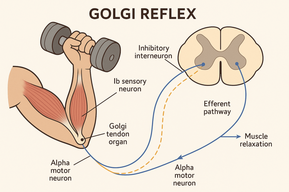 The Golgi Reflex: Nature’s Brake System for Safer Movement – United ...
