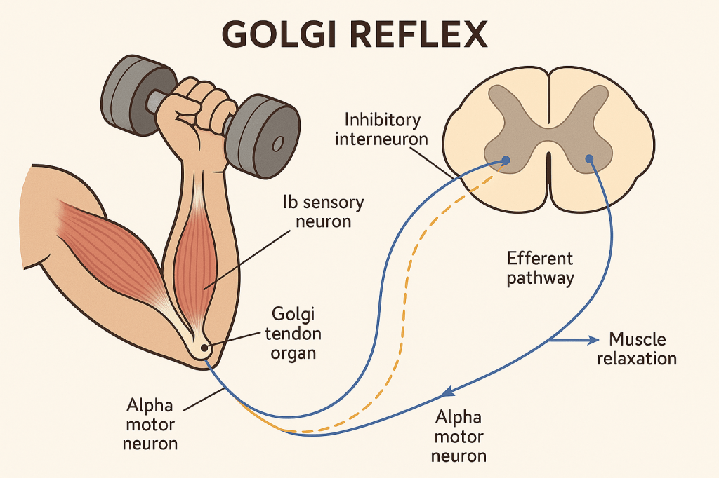 The Golgi Reflex: Nature’s Brake System for Safer Movement – United ...